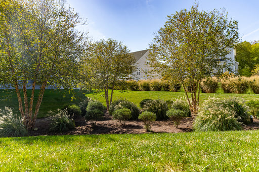 12 Best Washington DC & Baltimore Native Plants for Commercial Landscaping